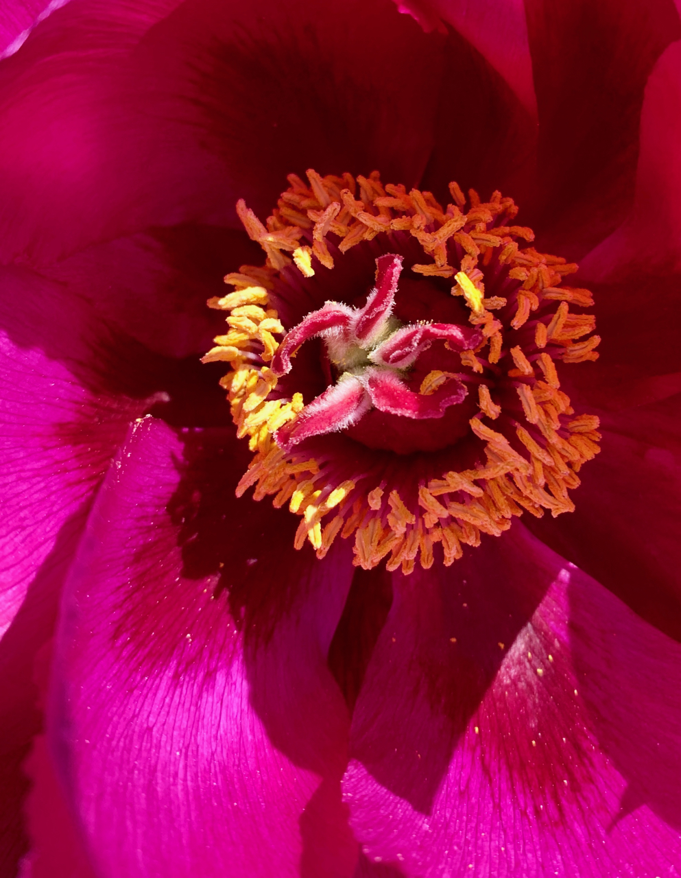 Seattle Chinese Garden 2019 Peony and Bamboo Festival May 18-19 ...